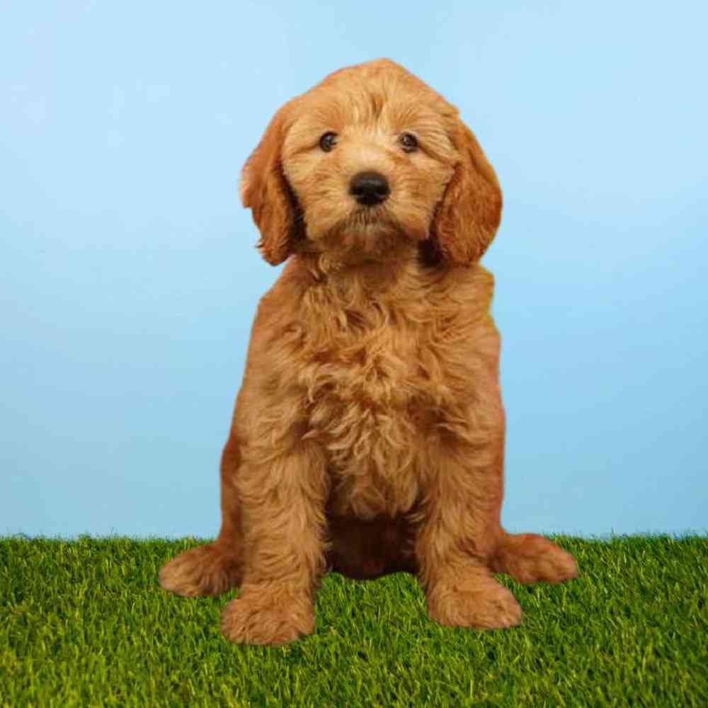 2nd Gen Mini Goldendoodle Puppies for Sale - Meridian