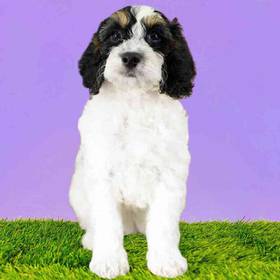 2nd Gen Cockapoo Puppies for Sale - Puyallup