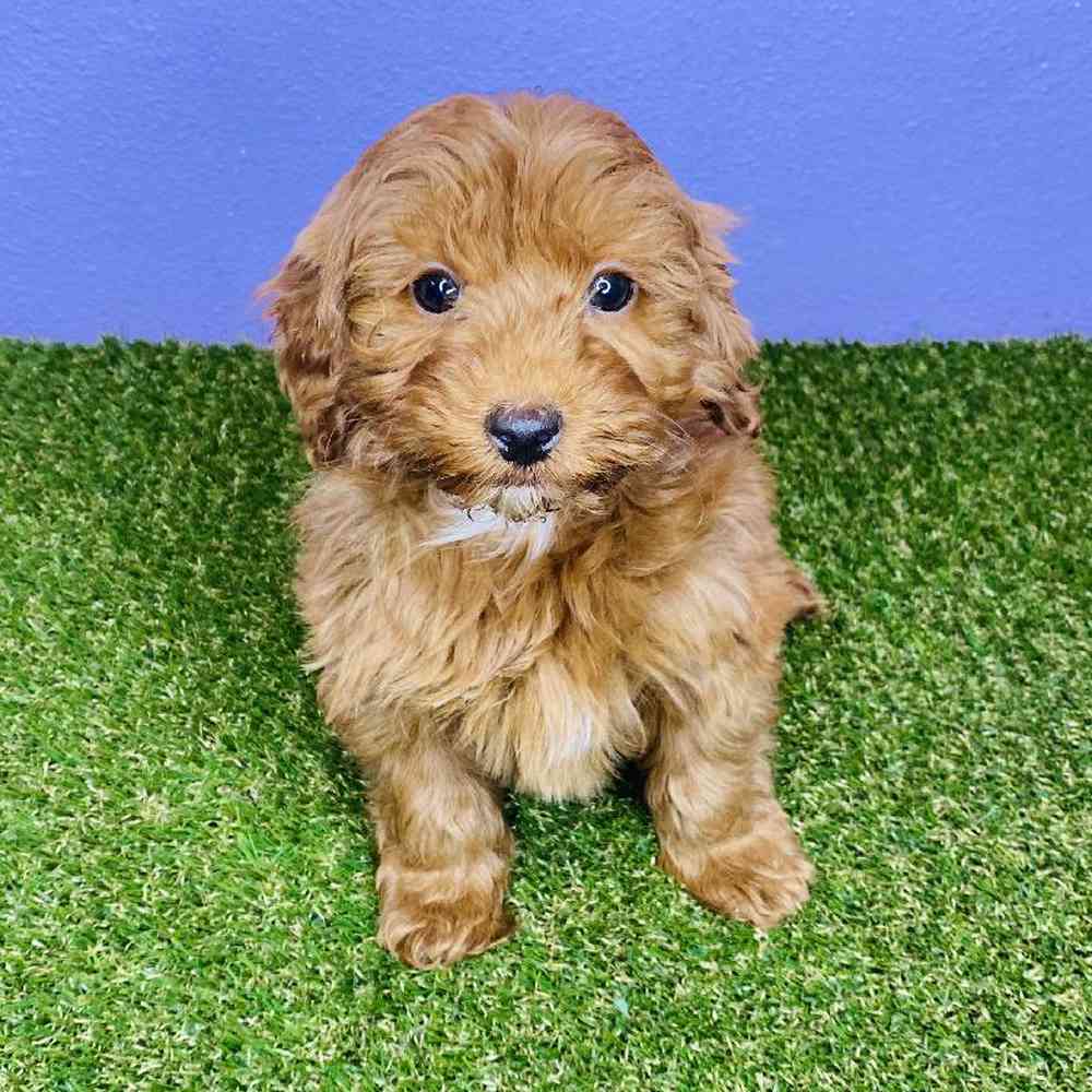 2nd Gen Mini Goldendoodle Puppies for Sale - Puyallup