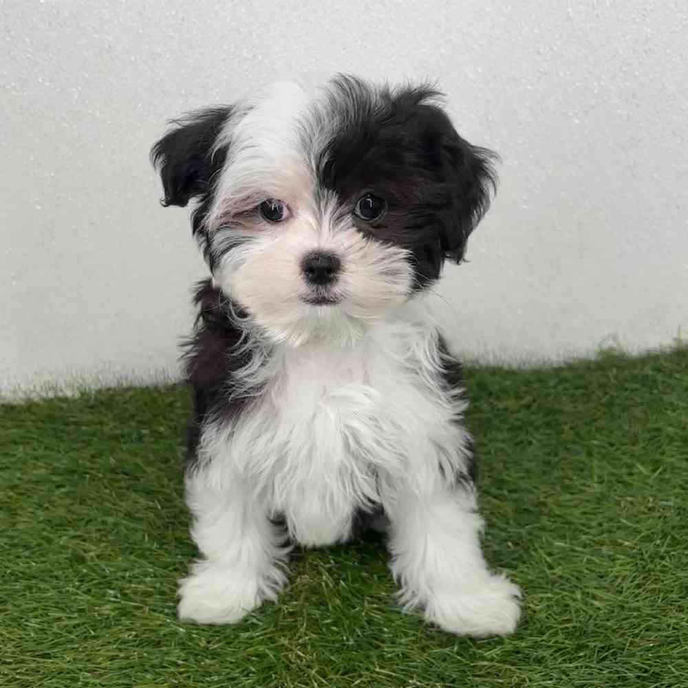 Chinese Crested/Shih Tzu Puppies for Sale - Meridian