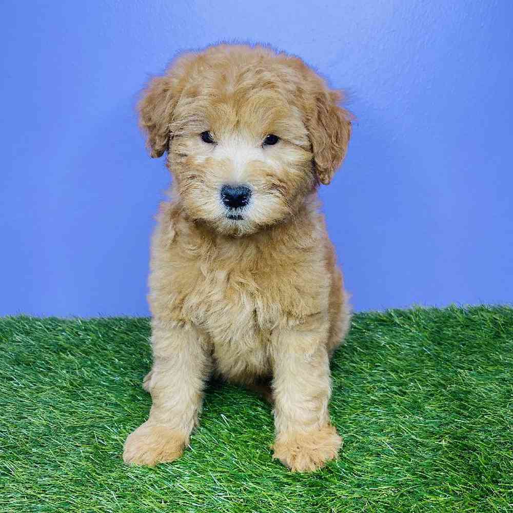 2nd Gen Mini Goldendoodle Puppies for Sale - New Braunfels