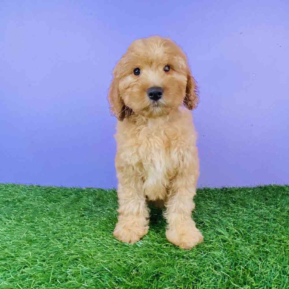 2nd Gen Mini Goldendoodle Puppies for Sale - Meridian