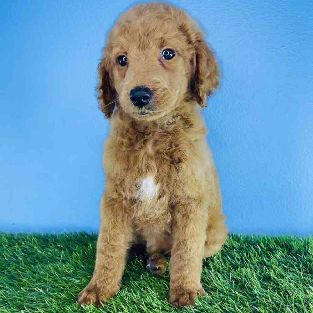 2nd Gen Mini Goldendoodle Puppies for Sale - Meridian