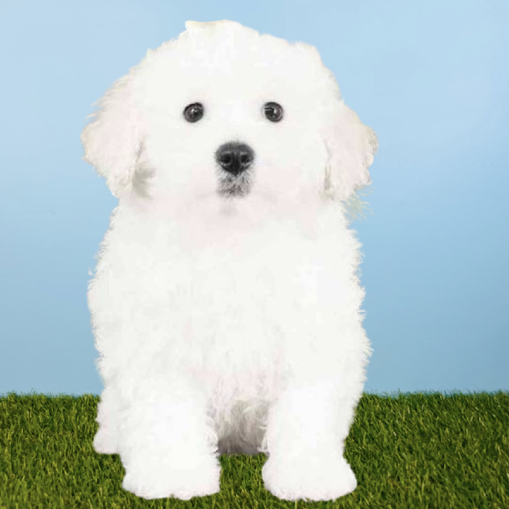 Bichon Puppies for Sale - Tolleson