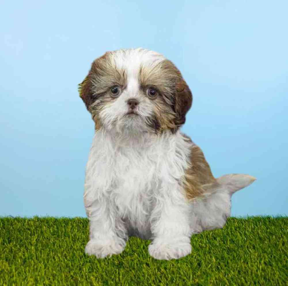 Information on Shiranian Puppies for Sale in Ada County, Idaho