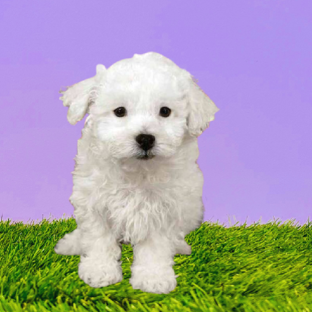 Bichon Puppies for Sale - Marietta