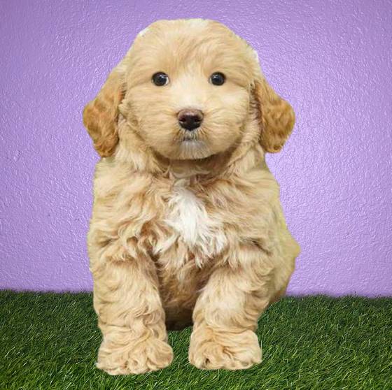 2nd Gen Mini Goldendoodle Puppies for Sale - New Braunfels