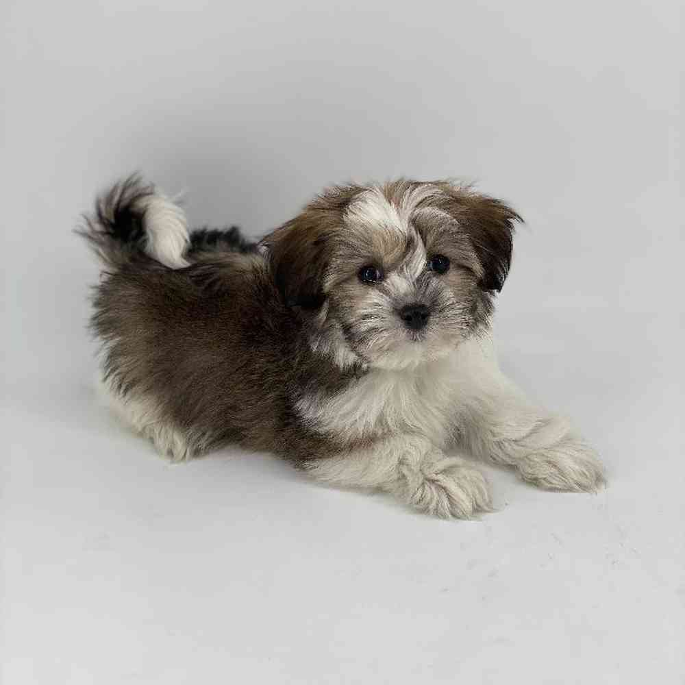 Information on Havanese/Yorkie Puppies for Sale in Ada County, Idaho