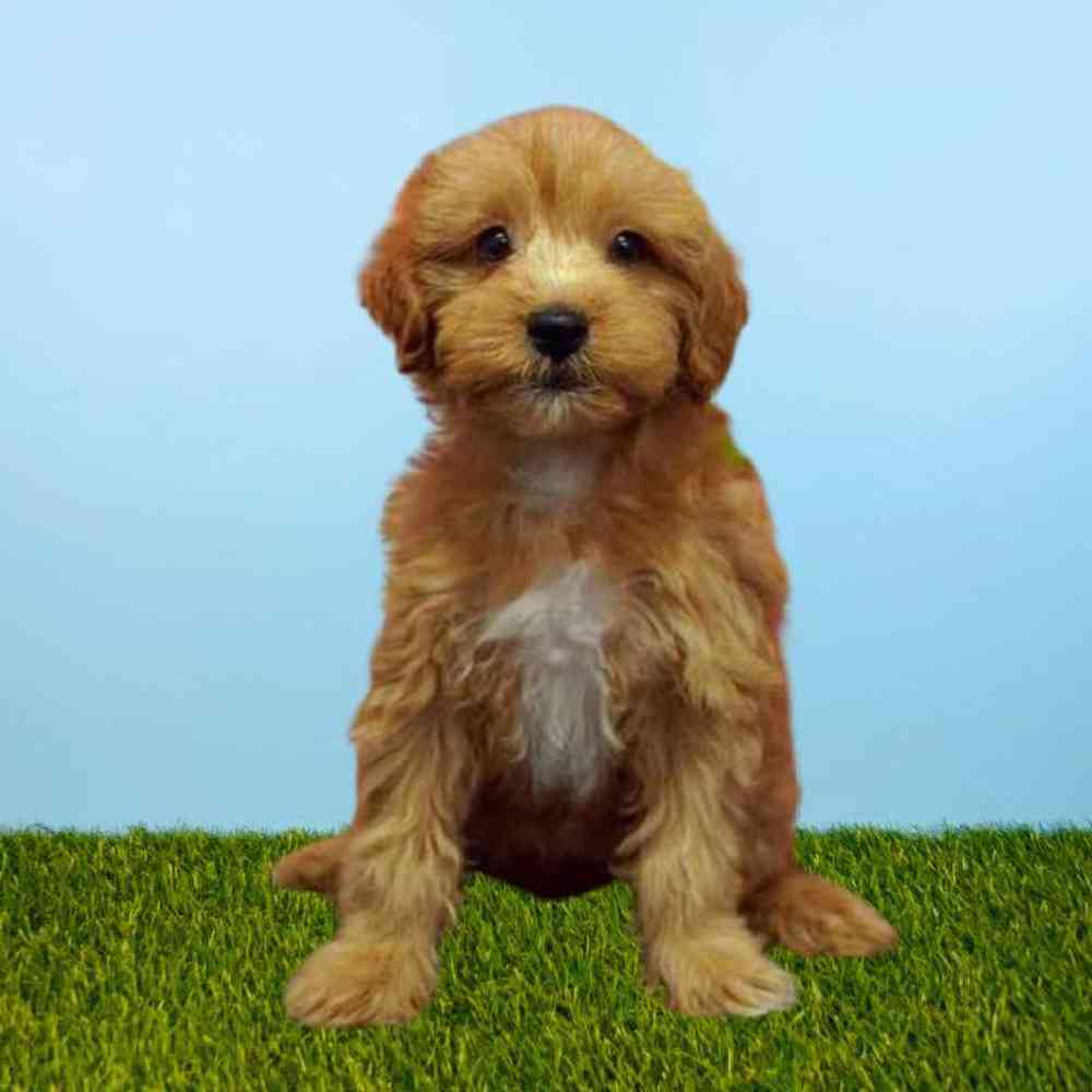 2nd Gen Mini Goldendoodle Puppies for Sale - Meridian