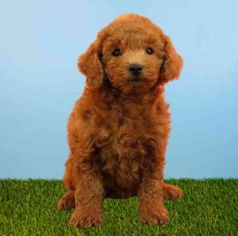 2nd Gen Mini Goldendoodle Puppies for Sale - Meridian