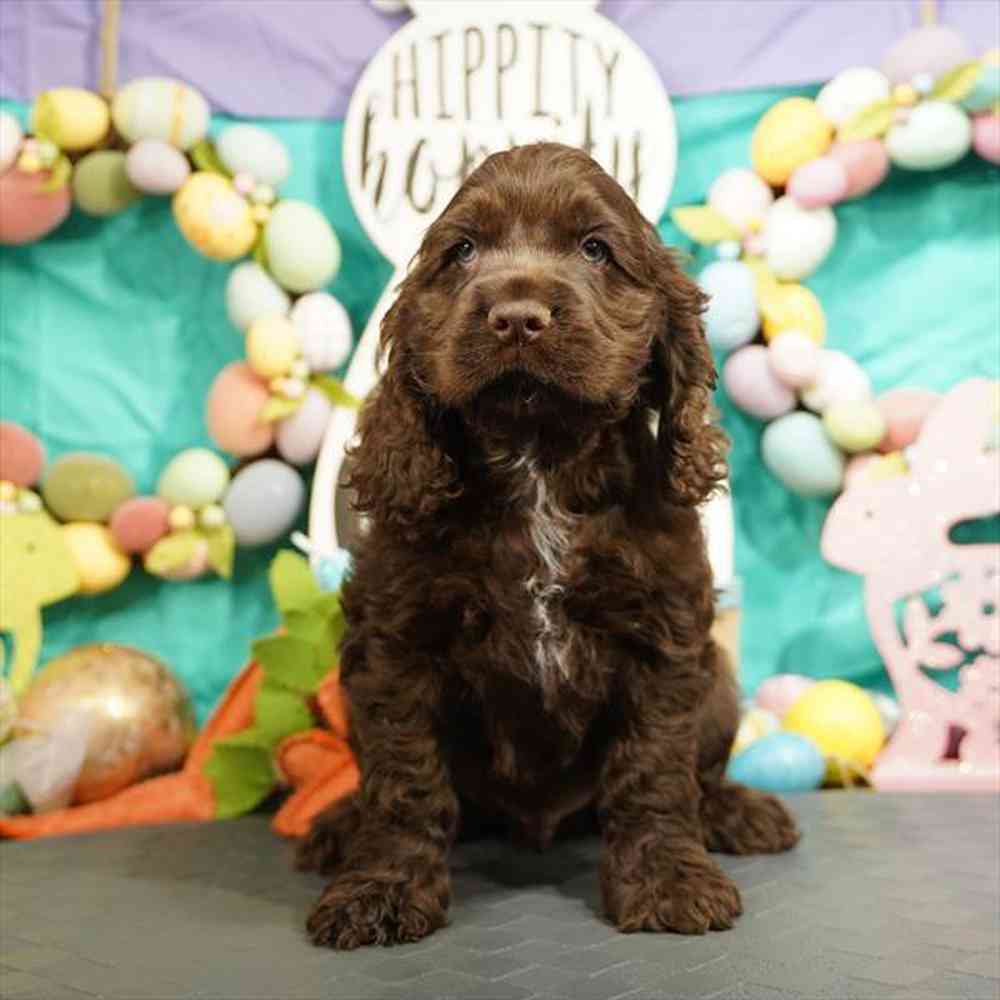 Information on 2nd Gen Mini Goldendoodle Puppies for Sale in Ada County ...