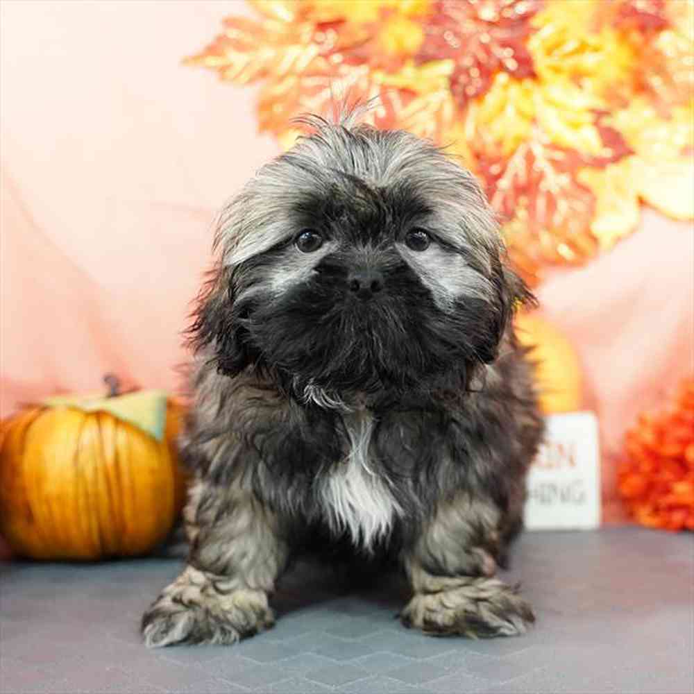 Shih Tzu Puppies for Sale - Meridian