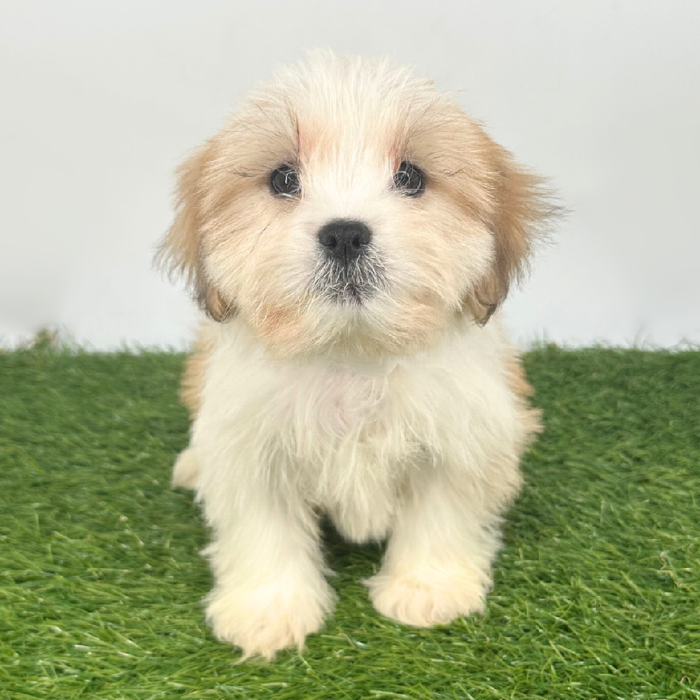 Lhasa Apso Puppies for Sale - Meridian
