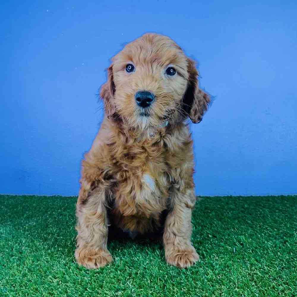 2nd Gen Mini Goldendoodle Puppies for Sale - Puyallup