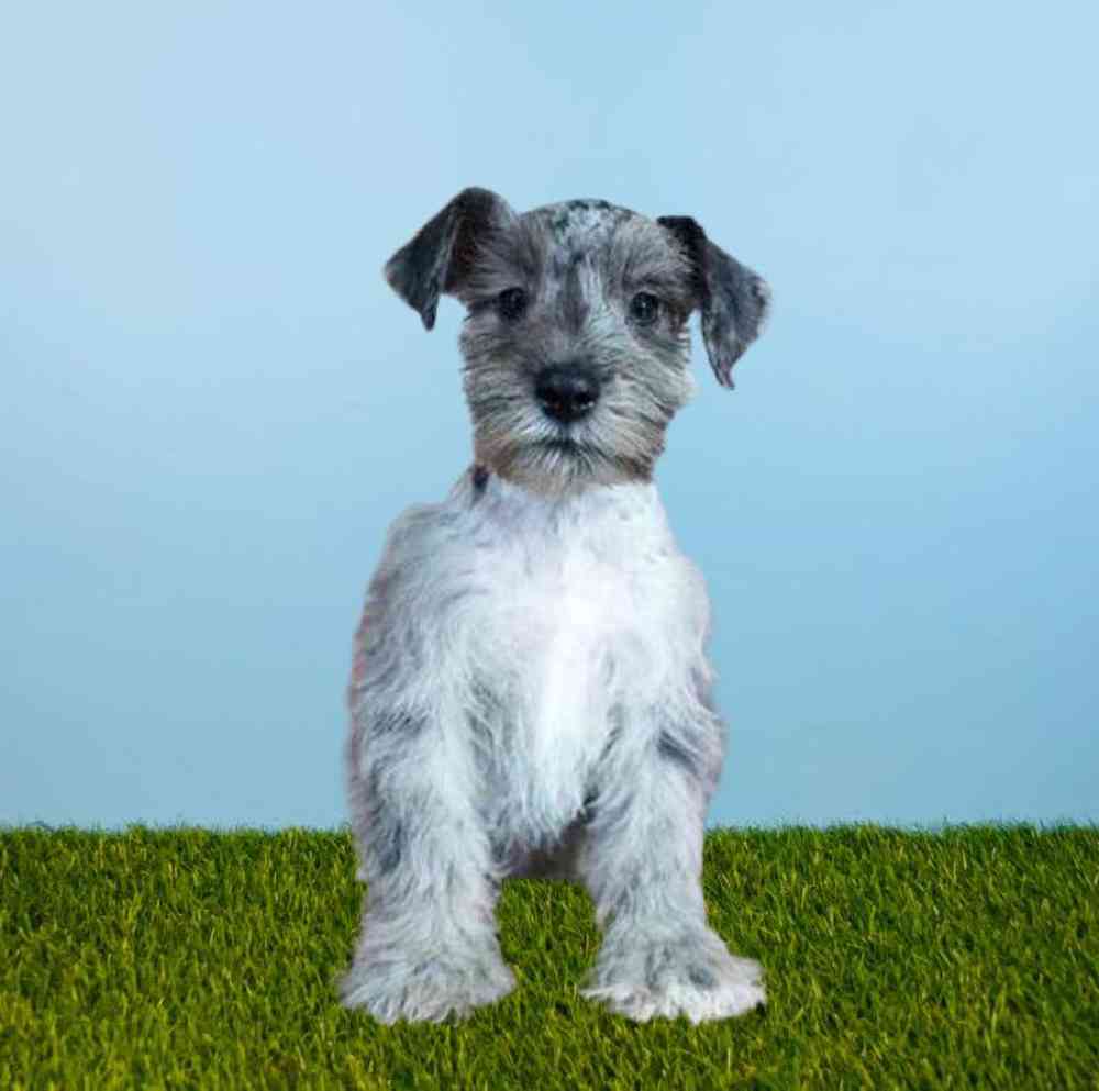 Mini Schnauzer Puppies for Sale - Meridian