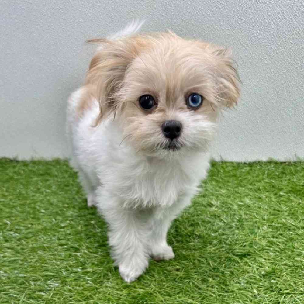 Shiranian Puppies for Sale - Meridian