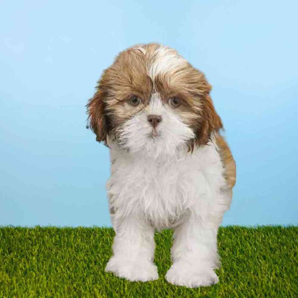 Information on Shiranian Puppies for Sale in Ada County, Idaho