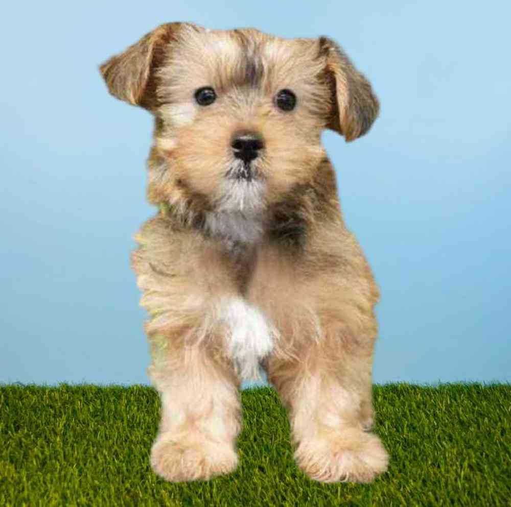Havanese/Yorkie Puppies for Sale - Meridian