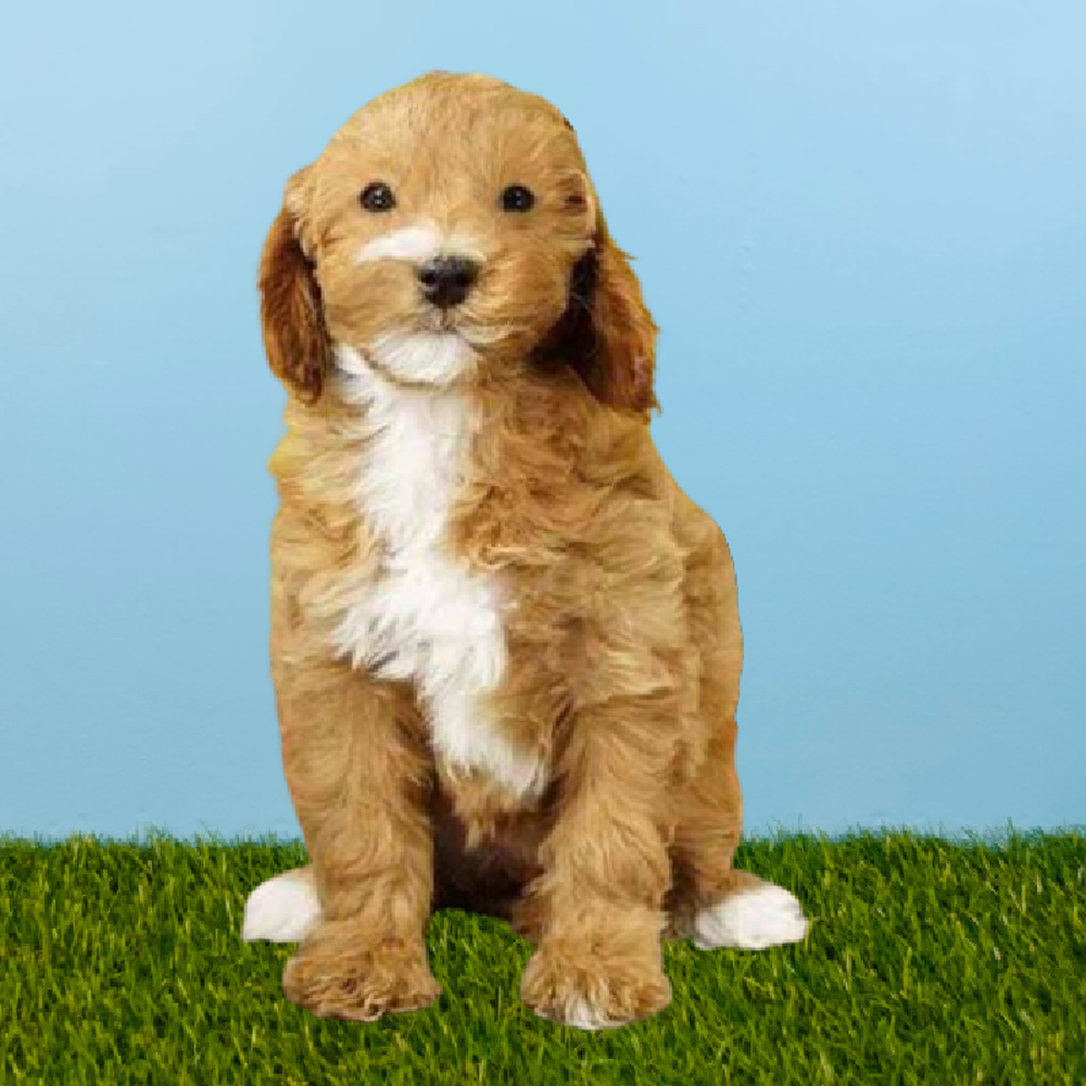 2nd Gen Mini Goldendoodle Puppies for Sale - Pasadena