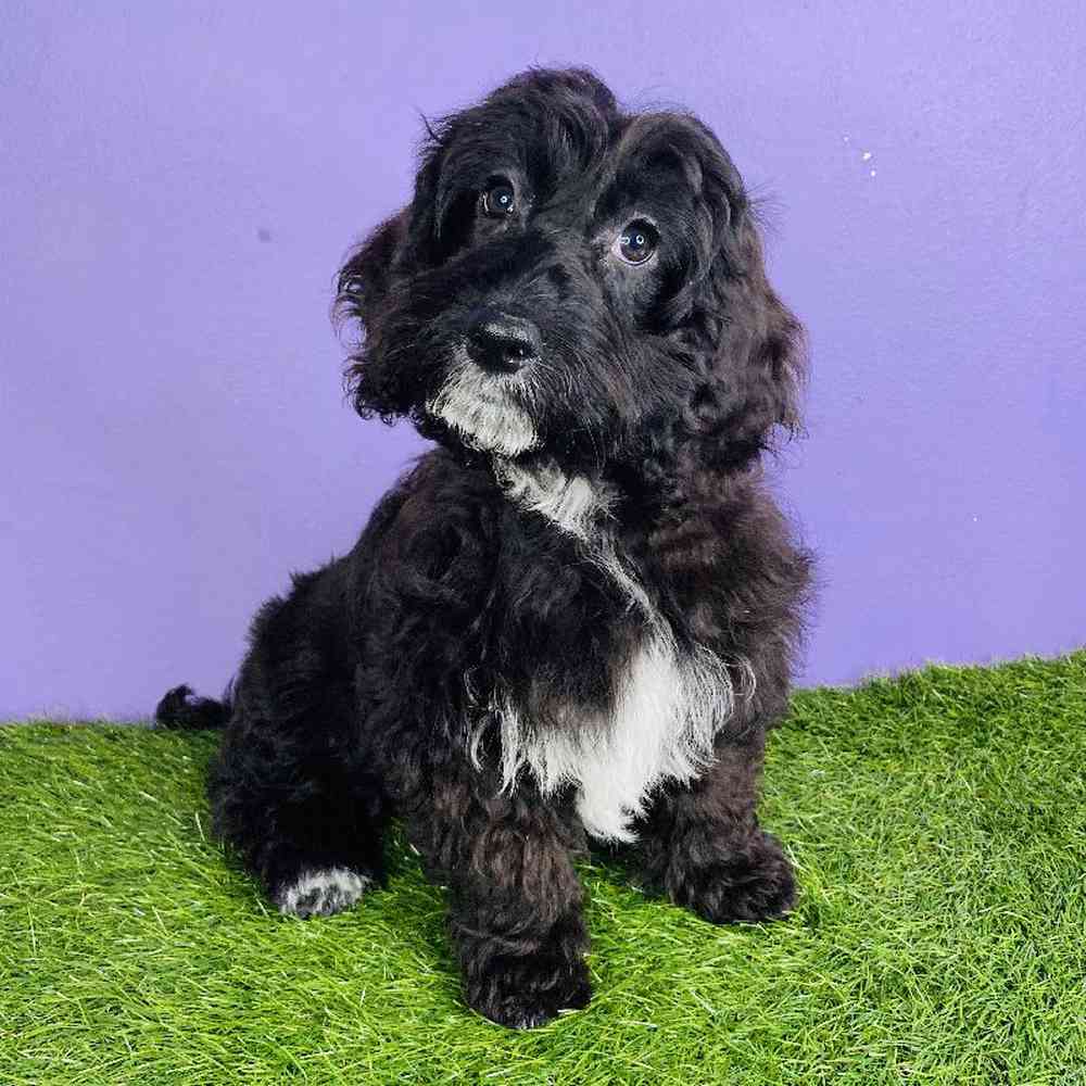 Mini Springer-Poo Puppies for Sale - Puyallup