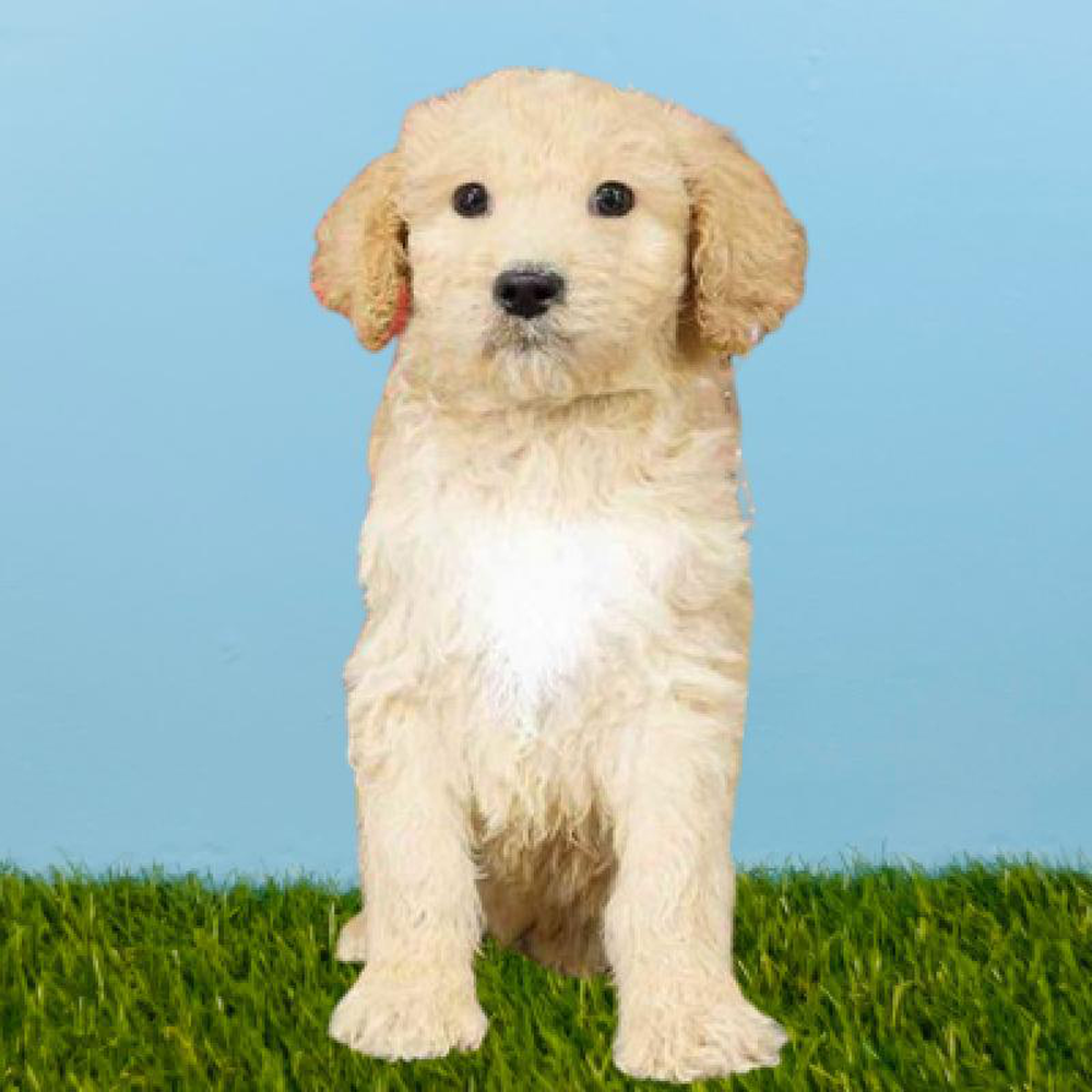 2nd Gen Standard Goldendoodle Puppies for Sale - Renton