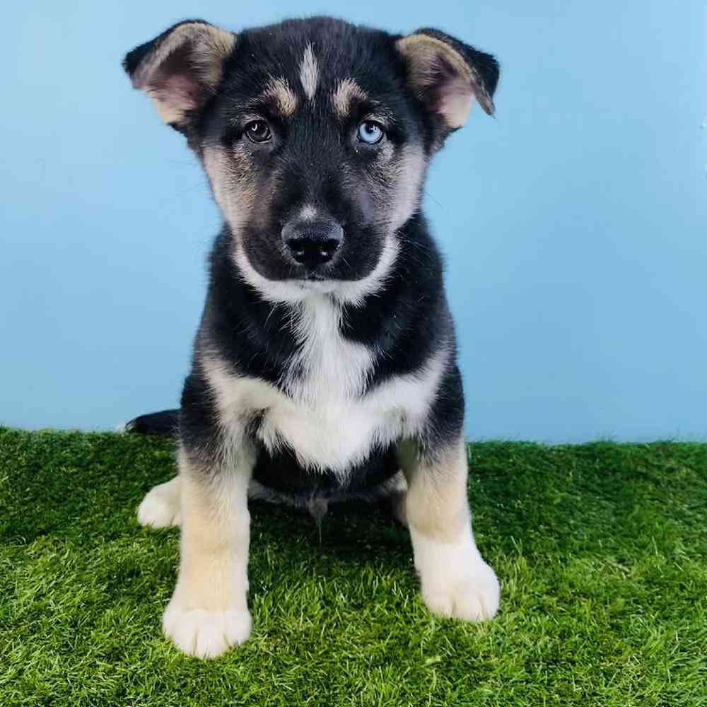 Husky German Shepherd Mix Puppies