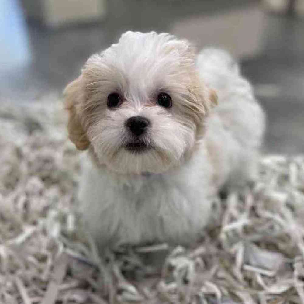 Malshi Puppies for Sale - Meridian