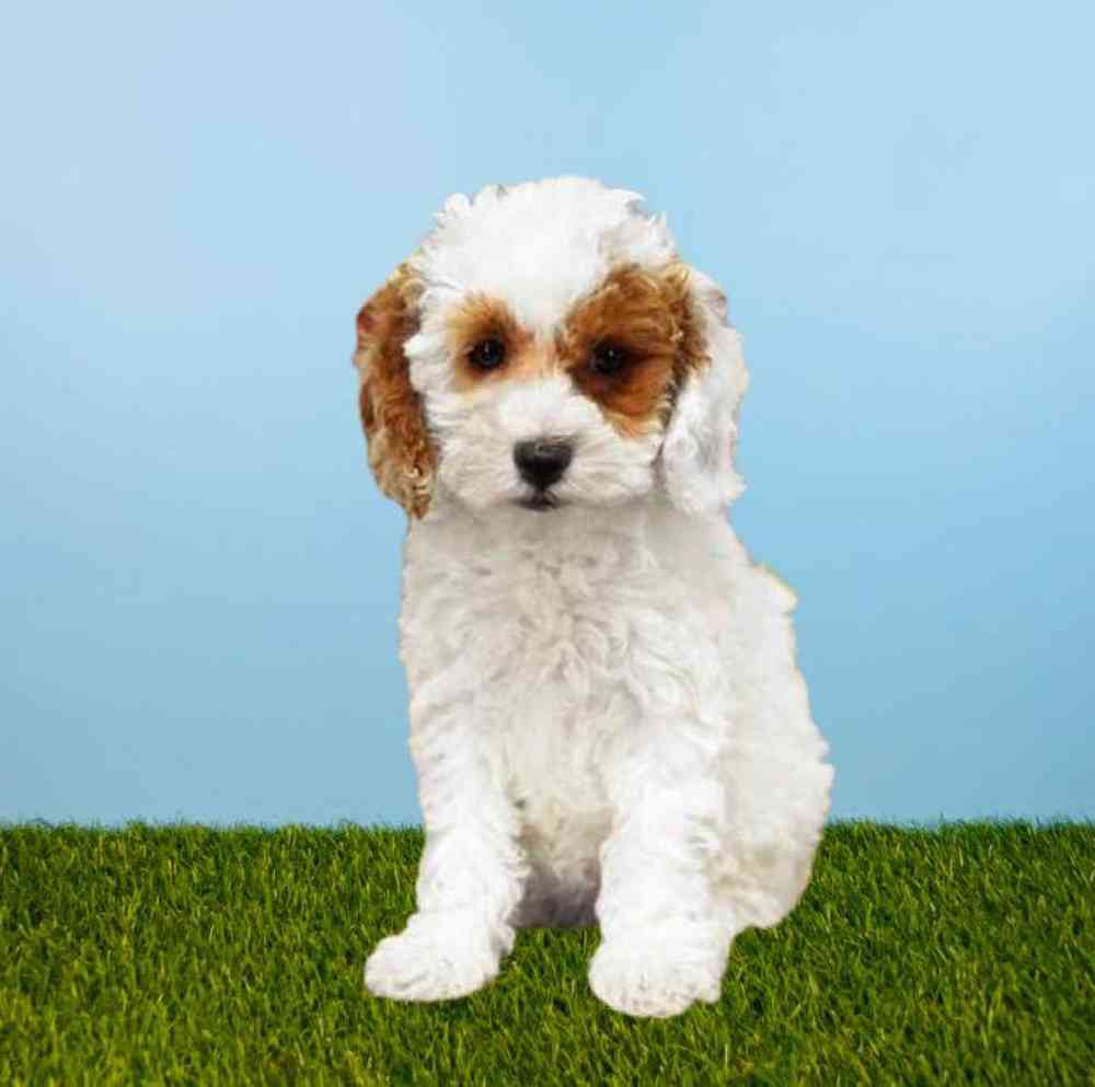2nd Gen Cockapoo Puppies for Sale - Meridian