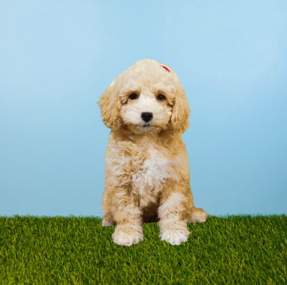 2nd Gen Mini Goldendoodle Puppies for Sale - Tolleson