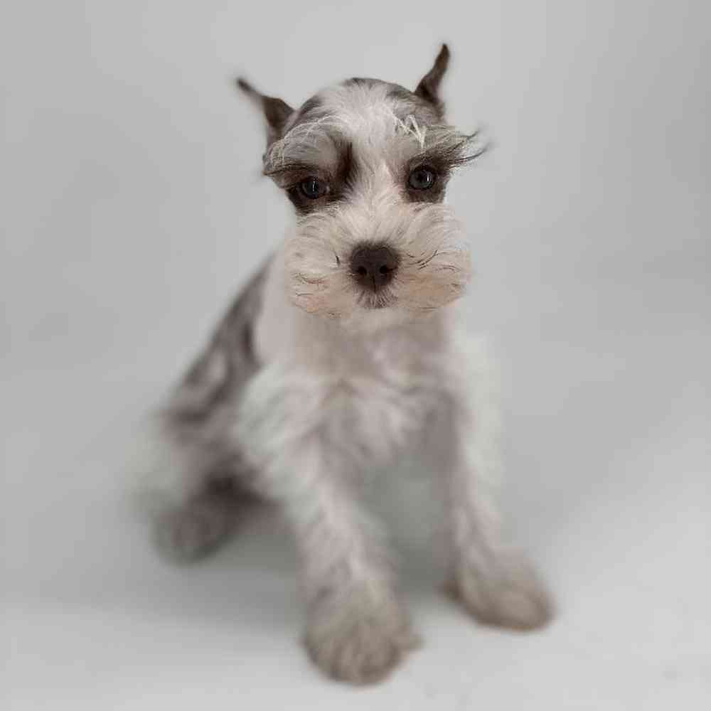 Information on Mini Schnauzer Puppies for Sale in Ada County, Idaho