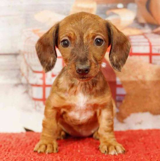 Available Puppies For Sale - Puppyland Idaho