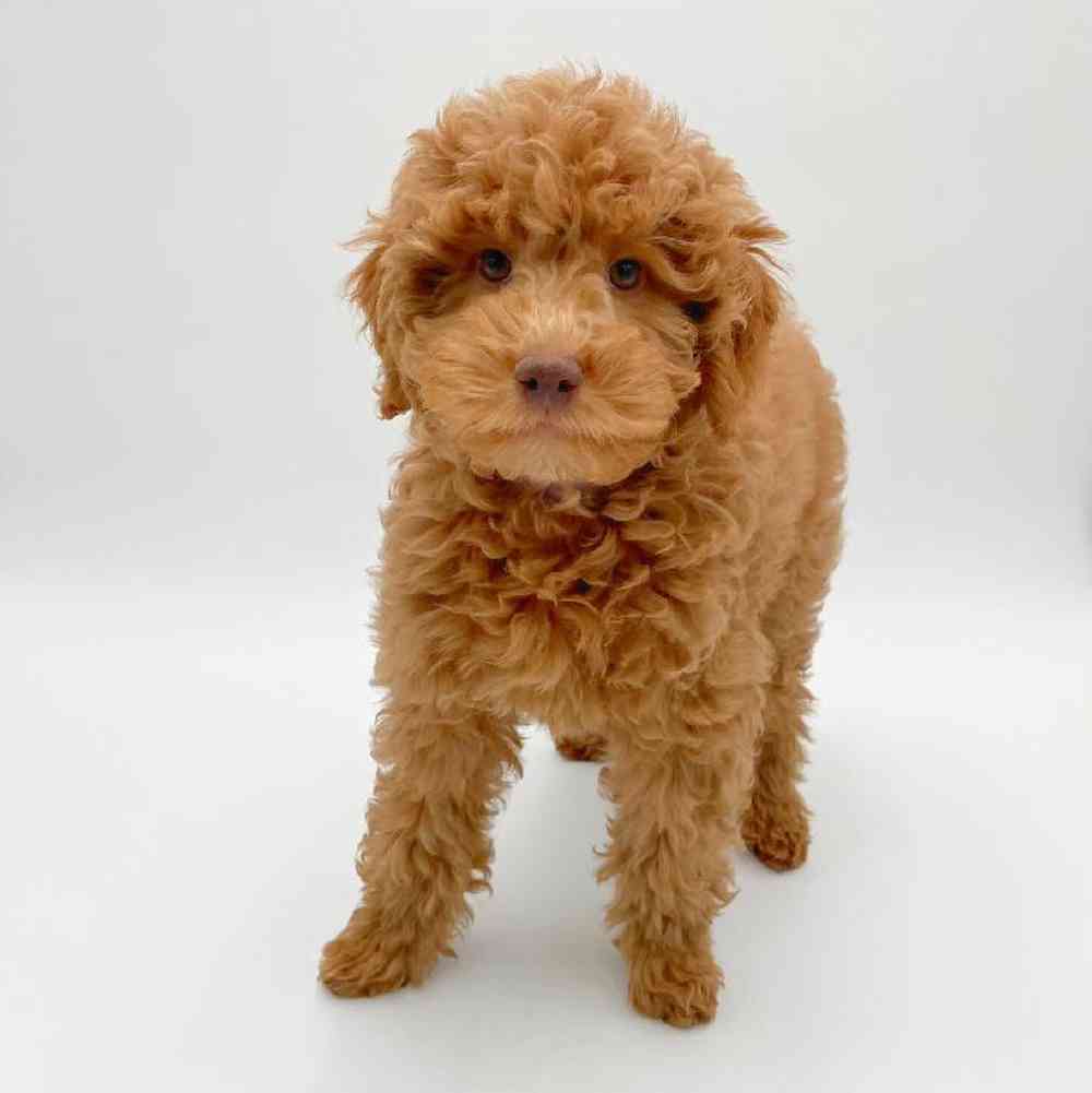 2nd Gen Mini Goldendoodle Puppies for Sale - Meridian