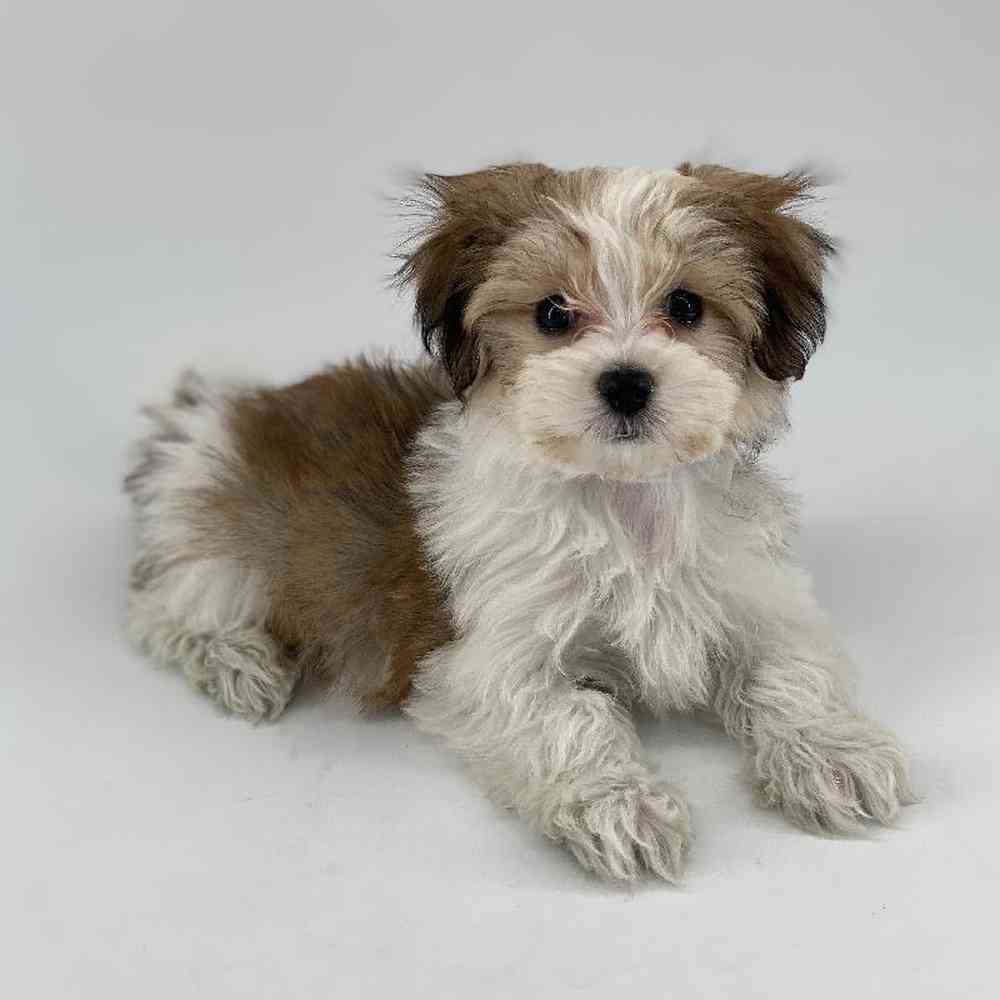 Information on Havanese/Yorkie Puppies for Sale in Ada County, Idaho