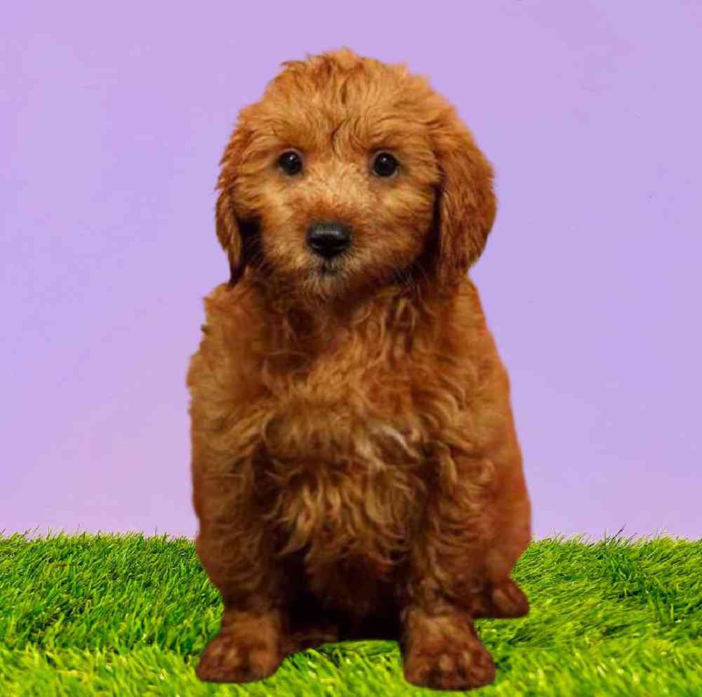 2nd Gen Mini Goldendoodle Puppies for Sale - Puyallup