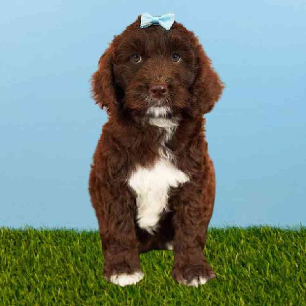 Mini Springer-Poo Puppies for Sale - Renton