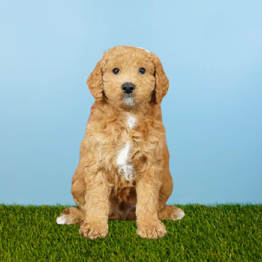 2nd Gen Mini Goldendoodle Puppies for Sale - Pasadena