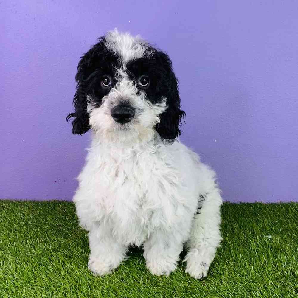 Mini Springer-Poo Puppies for Sale - Puyallup