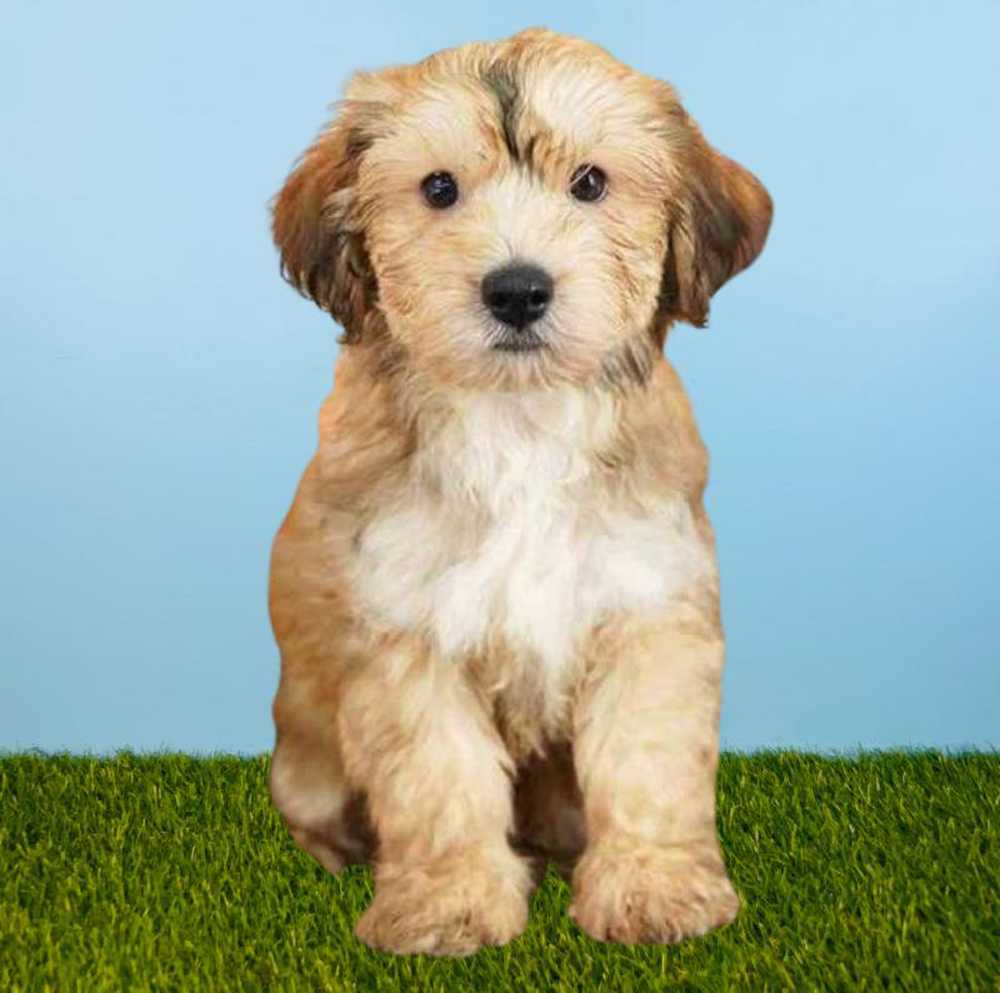 Yochon Puppies for Sale - Meridian