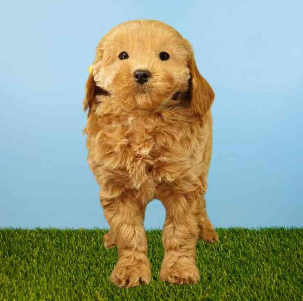 2nd Gen Mini Goldendoodle Puppies for Sale - Meridian