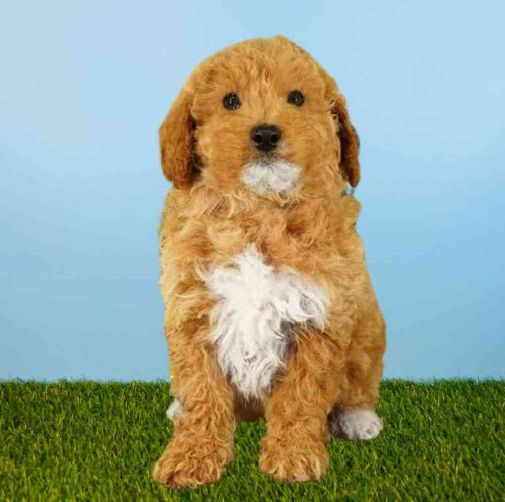 2nd Gen Mini Goldendoodle Puppies for Sale - Meridian