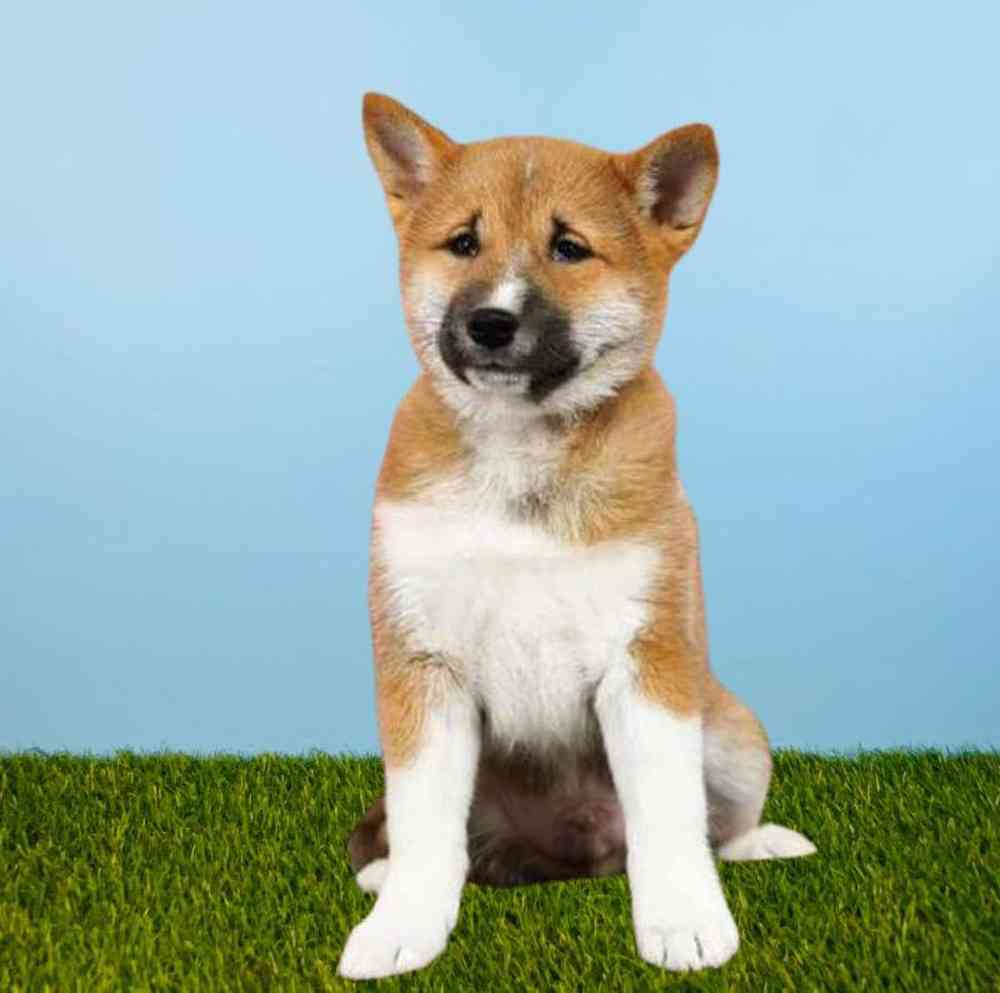 Information on Shiba Inu Puppies for Sale in Ada County, Idaho