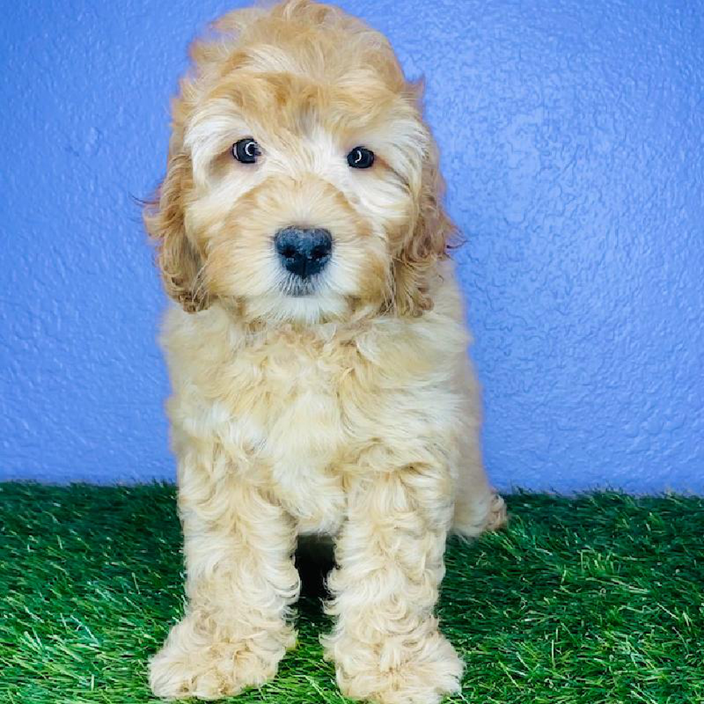 2nd Gen Mini Goldendoodle Puppies for Sale - New Braunfels