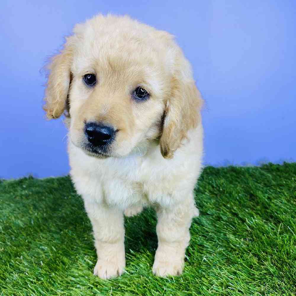 2nd Gen Mini Goldendoodle Puppies for Sale - New Braunfels