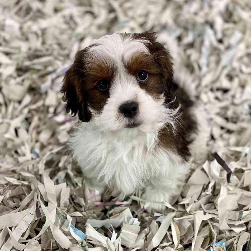 Lhasalier Puppies for Sale - Meridian