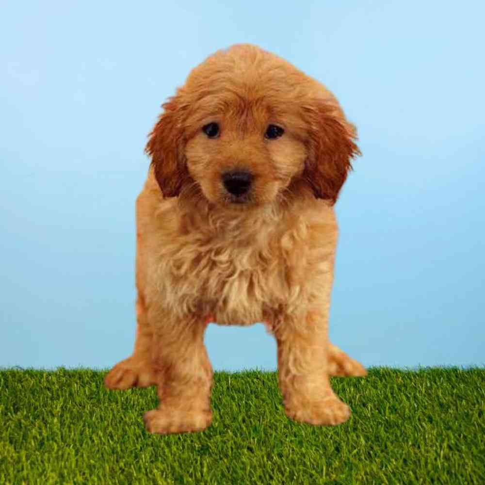 2nd Gen Mini Goldendoodle Puppies for Sale - Meridian